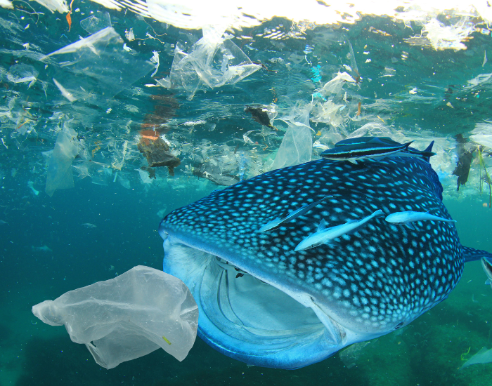 How Ocean Pollution Affects Sea Animals — Wildlife Nomads