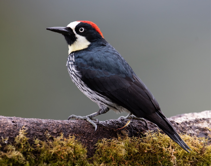 Animals of California: Iconic Wildlife & Where to See Them — Wildlife ...