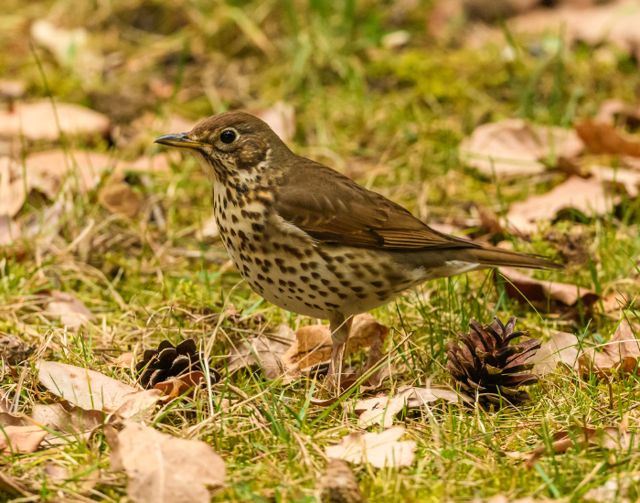 Common Birds of New Zealand | Backyard Birdwatching Guide — Wildlife Nomads