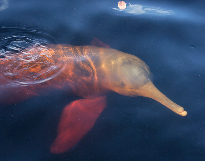 20 Fascinating Facts About Dolphins You Didn’t Know — Wildlife Nomads
