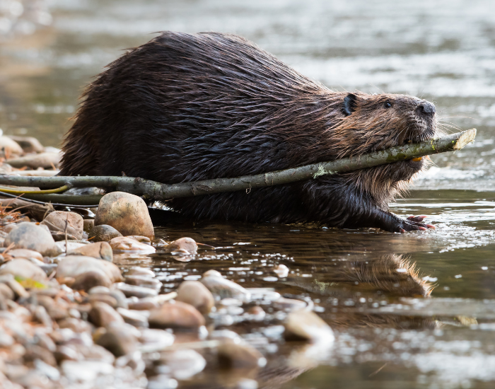 Animals of Canada: Iconic Canadian Wildlife — Wildlife Nomads