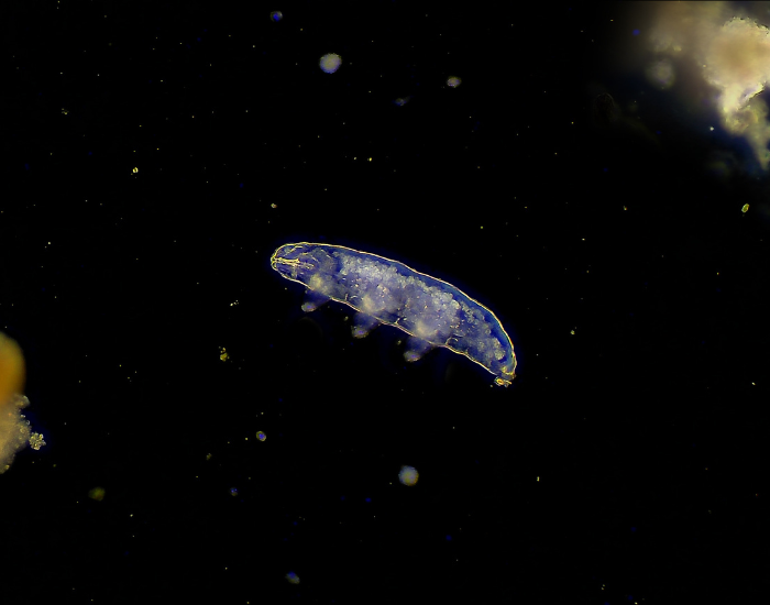 What Is a Tardigrade? The Secrets of Water Bears — Wildlife Nomads