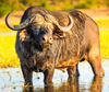 Animals of South Africa: Iconic Wildlife — Wildlife Nomads