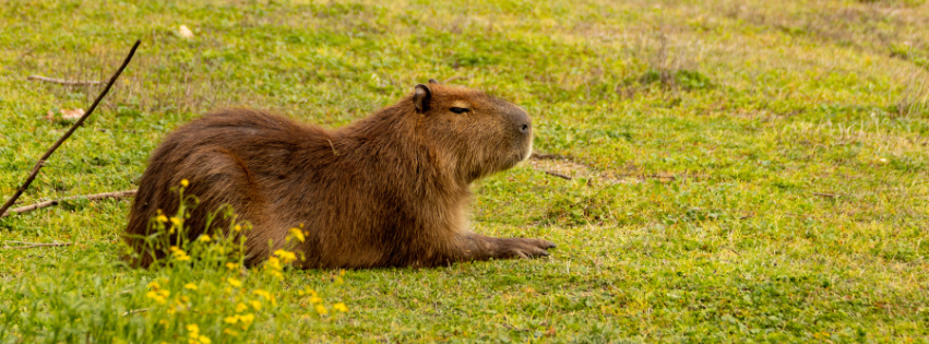 Animals of Brazil: Top 10 Iconic Species — Wildlife Nomads