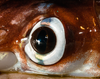Giant Squid: 12 Fascinating Facts — Wildlife Nomads