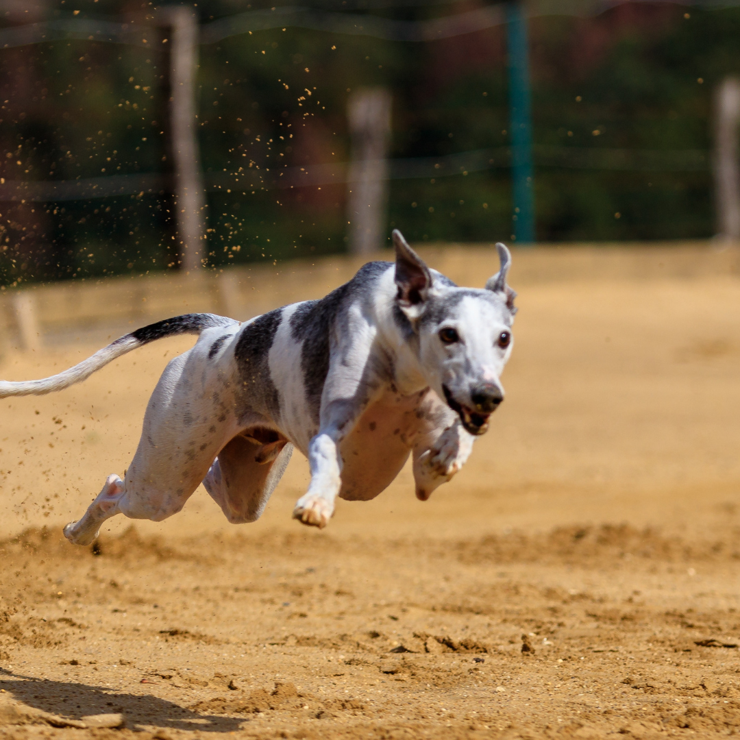 Top 10 Fastest Animals on Land — Wildlife Nomads