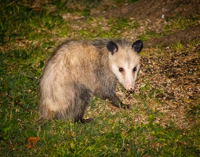12 Amazing Nocturnal Animals: Night Creatures — Wildlife Nomads
