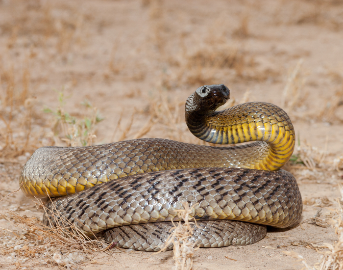 Australia’s 5 Deadliest Animals: What You Need to Know — Wildlife Nomads