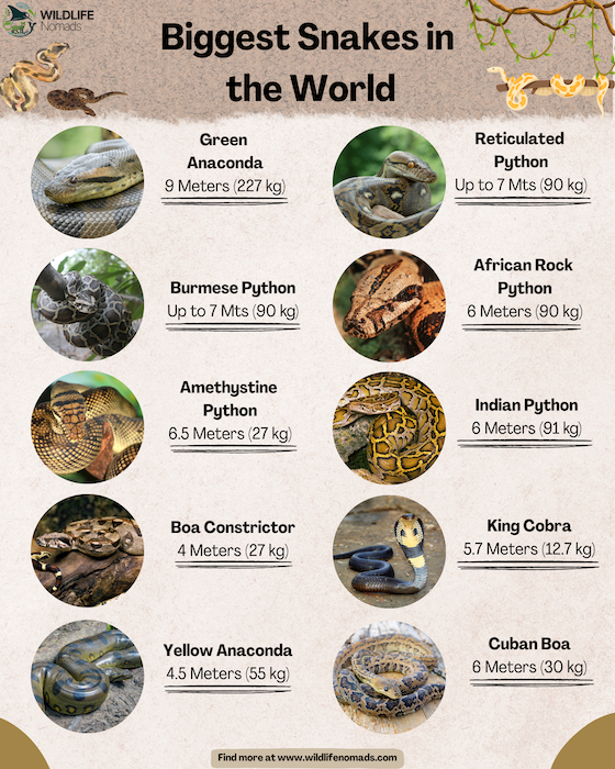 The Biggest Snakes in the World — Wildlife Nomads