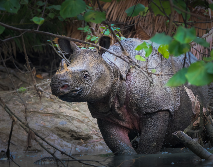 Where to See Animals in Indonesia: 10 Best Wildlife Spots — Wildlife Nomads