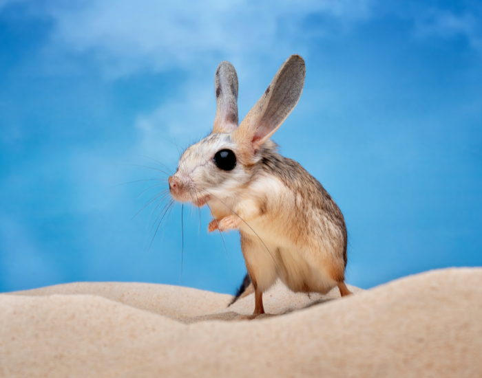 Animals of the Mongolian Gobi Desert — Wildlife Nomads