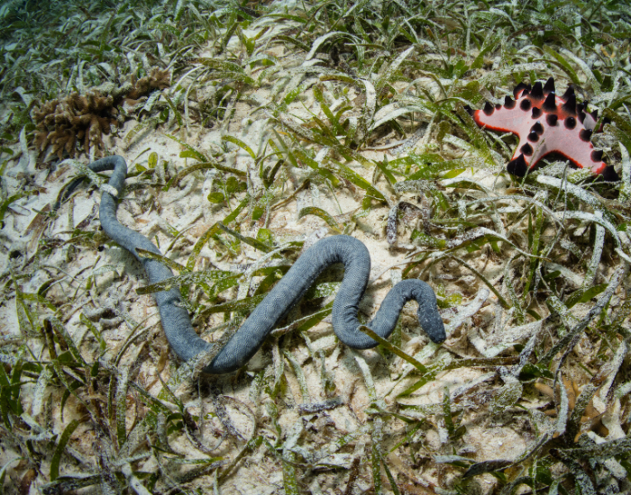 10 Surprising Facts About Sea Snakes — Wildlife Nomads