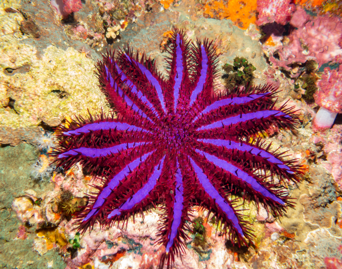 The 10 Most Dangerous Sea Animals: Survival in the Deep Ocean ...