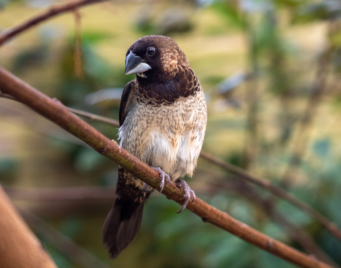 A Comprehensive Guide to Finches Birds: Species and Identification ...