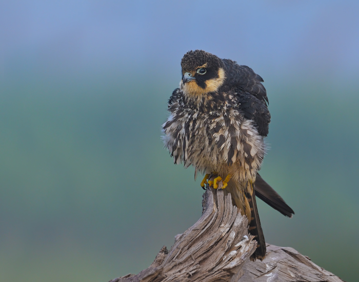 Fastest Birds in the World: Top 12 Record Holders — Wildlife Nomads