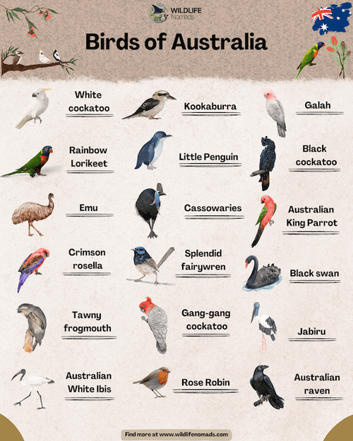 Native Birds of Australia: Iconic & Unique Species — Wildlife Nomads