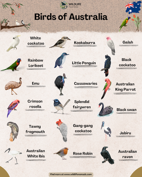 Native Birds of Australia: Iconic & Unique Species — Wildlife Nomads