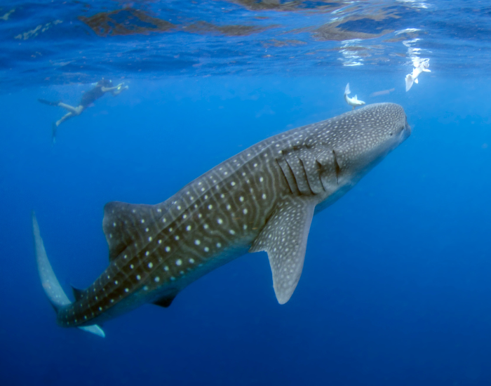 Sharks of Australia: Amazing Facts About Great Whites & More — Wildlife ...