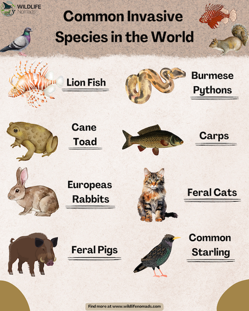 What Is an Invasive Species? | Impacts on Natives — Wildlife Nomads