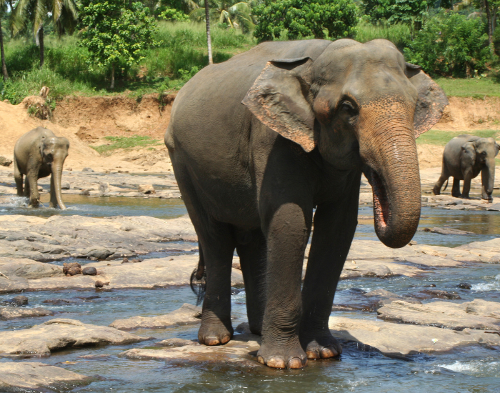 Asian Elephants: 12 Facts You Should Know — Wildlife Nomads