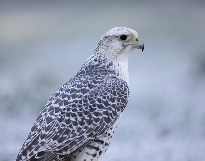Fastest Birds in the World: Top 12 Record Holders — Wildlife Nomads