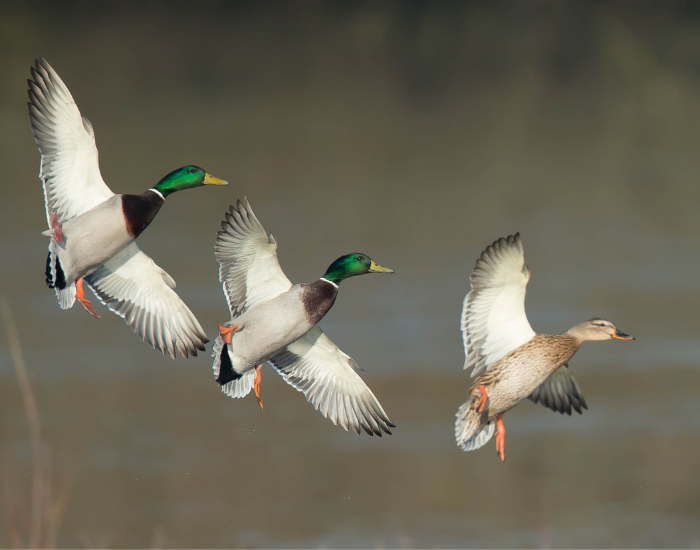 Fastest Birds in the World: Top 12 Record Holders — Wildlife Nomads