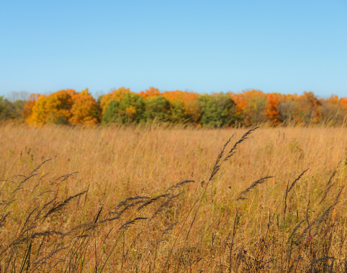 What Is a Foundation Species? Key Examples & Differences — Wildlife Nomads