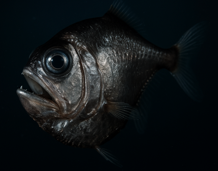 Animals in the Deep Sea | Layers of the Ocean — Wildlife Nomads