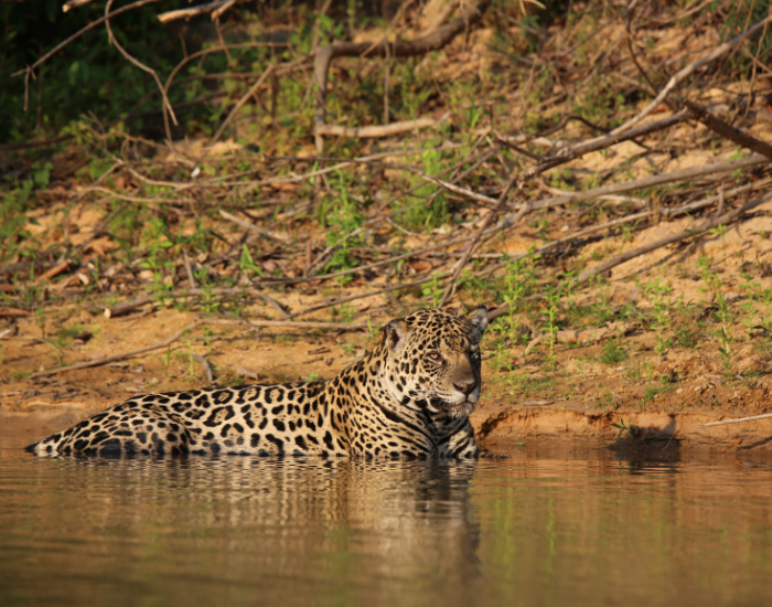 Iconic Animals in Argentina | Native Wildlife Guide — Wildlife Nomads