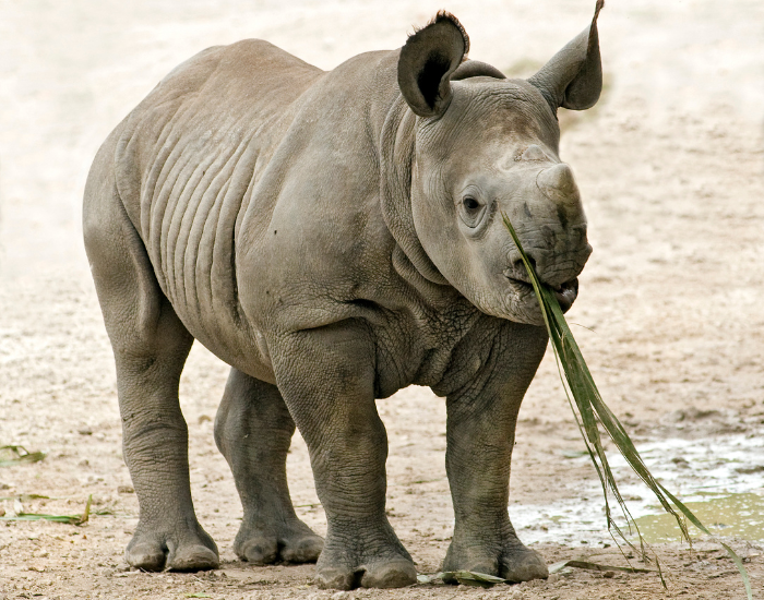 Top 12 Animals with the Longest Gestation — Wildlife Nomads