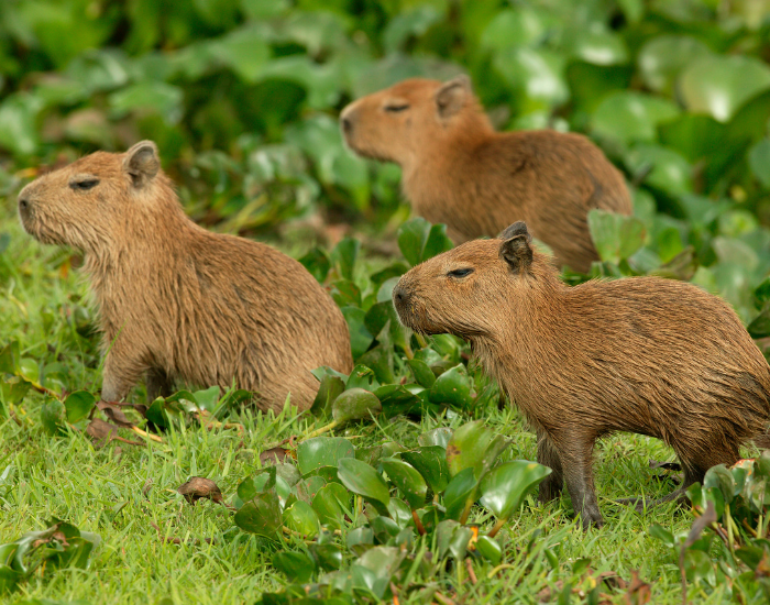 Are Capybaras Rodents? 10 Facts About Capybaras — Wildlife Nomads