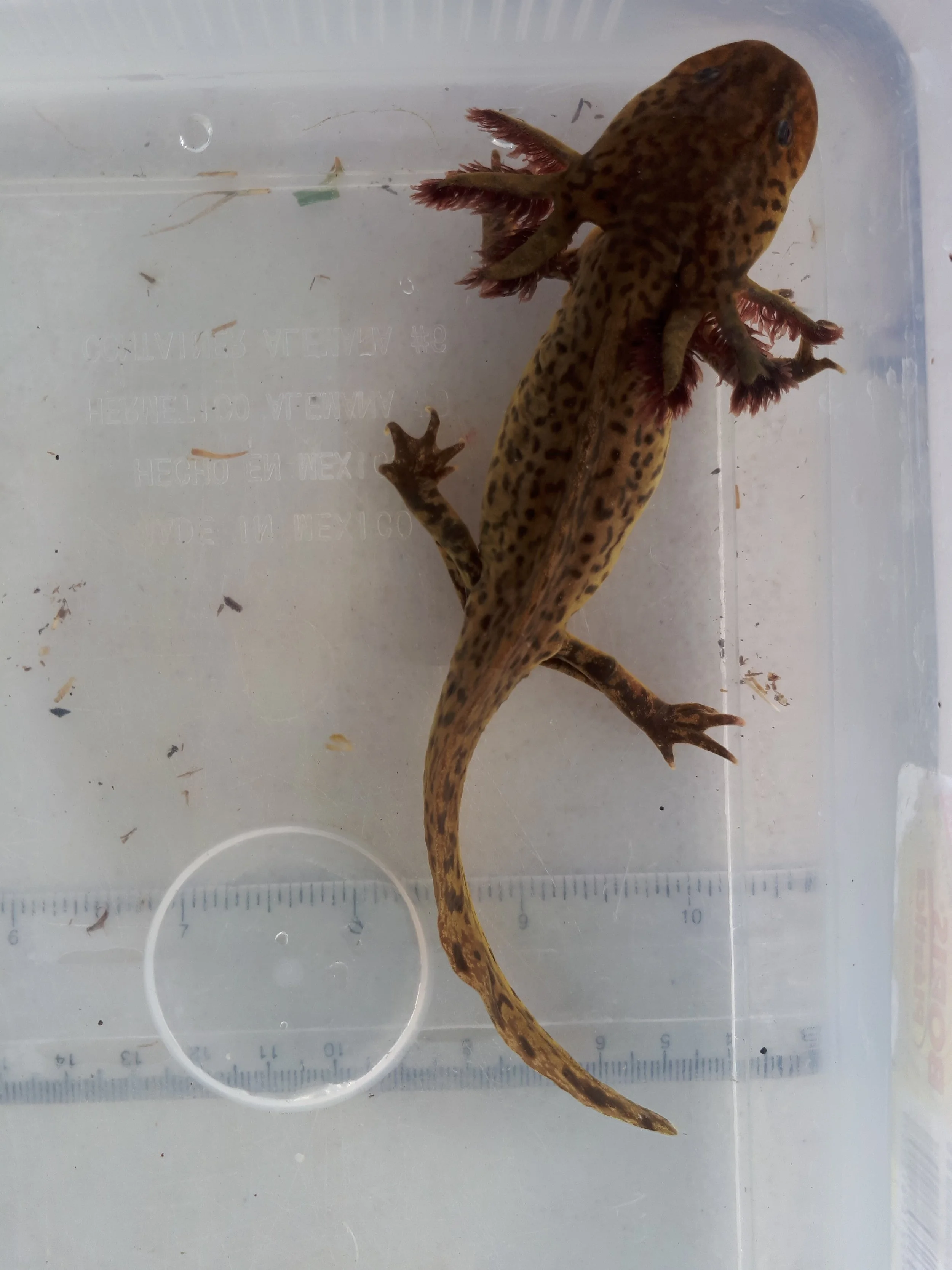 The Journey of Wildlife Nomads: Inspiring Conservation — Wildlife Nomads