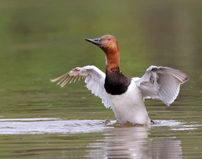 Fastest Birds in the World: Top 12 Record Holders — Wildlife Nomads
