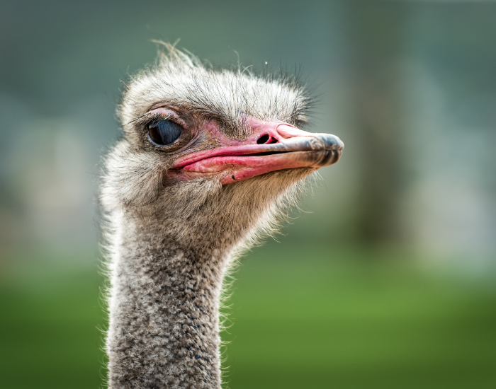 Meta Title: 12 Fascinating Ostrich Facts You Need to Know — Wildlife Nomads