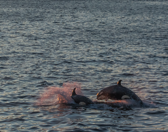 Best Places to See Killer Whales in the Wild: Top 12 — Wildlife Nomads