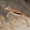 Top 10 Fastest Animals on Land — Wildlife Nomads