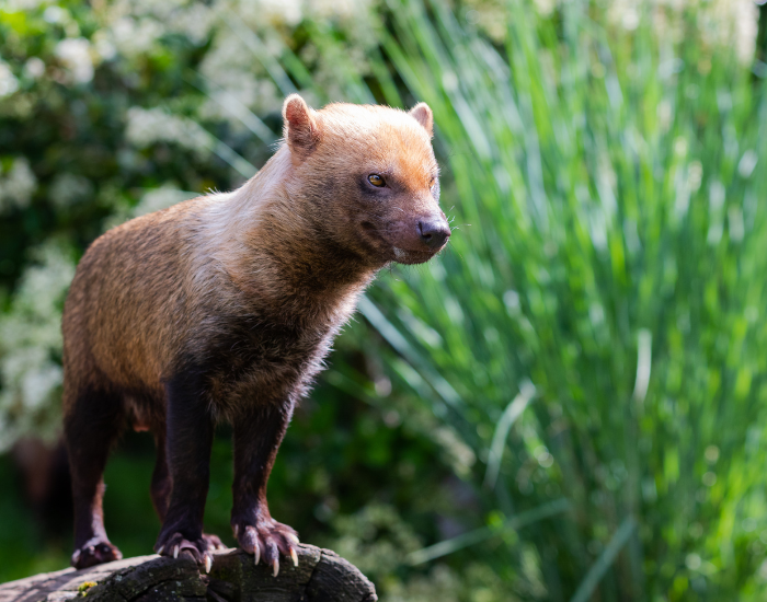 12 Iconic Animals in Colombia You Need to Know — Wildlife Nomads