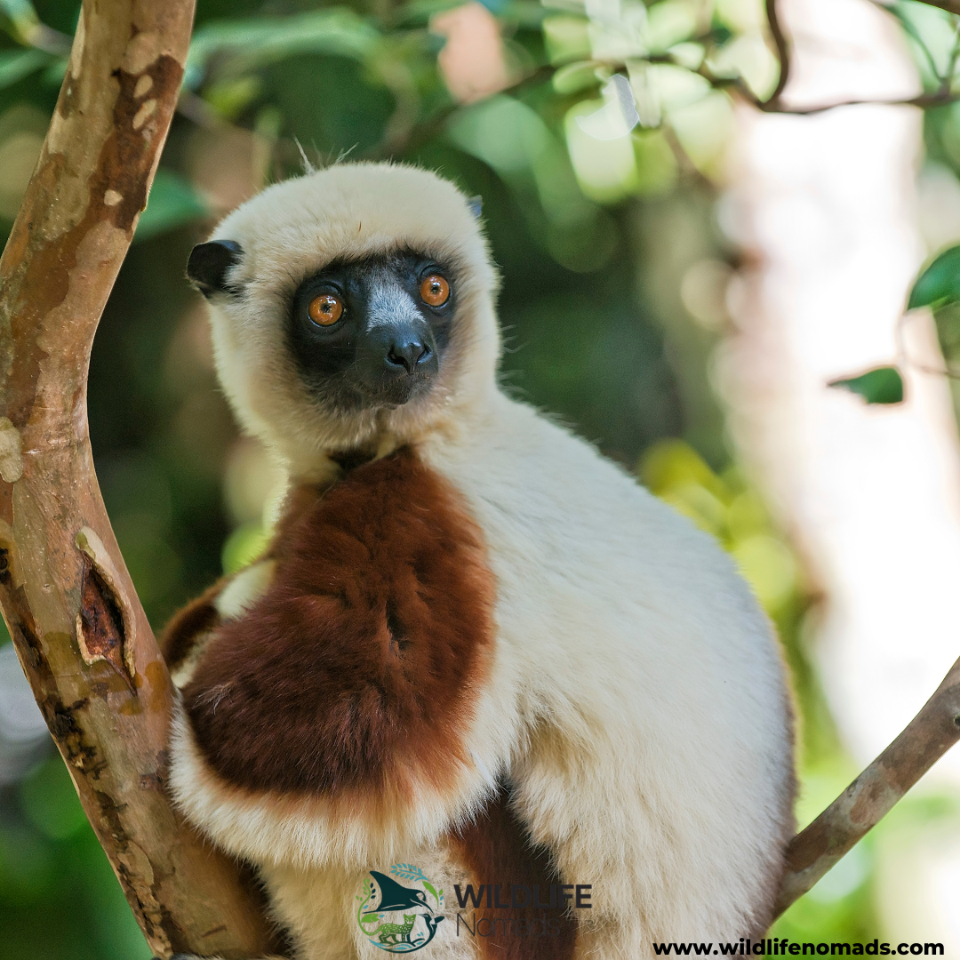 Colombia — Wildlife Nomads Blog | Nature & Conservation Stories — Wildlife Nomads