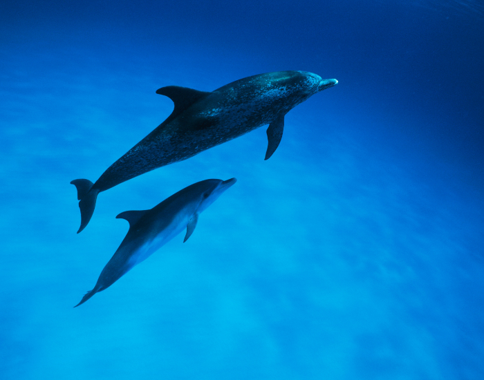 Top 12 Smartest Animals: Most Intelligent Creatures on Earth — Wildlife ...