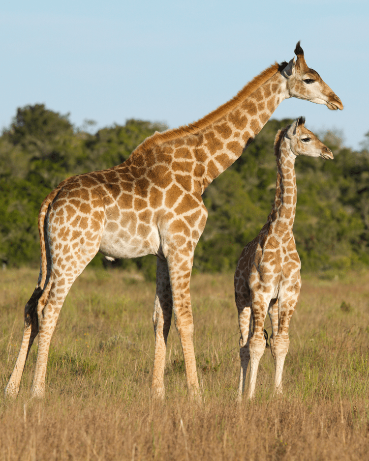 Wildlife Tanzania: Top 10 Iconic Animals to Discover — Wildlife Nomads