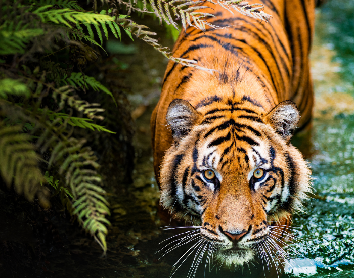 Are Tigers Endangered? Conservation Status Explained — Wildlife Nomads