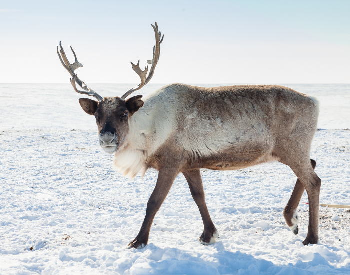 Discover the Wild Fauna of Europe — Wildlife Nomads