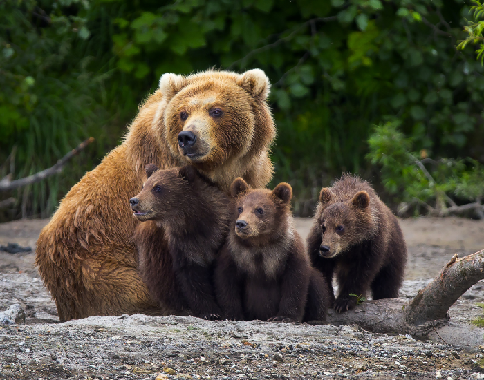 10 Animal Hibernators | What Is Hibernation? — Wildlife Nomads