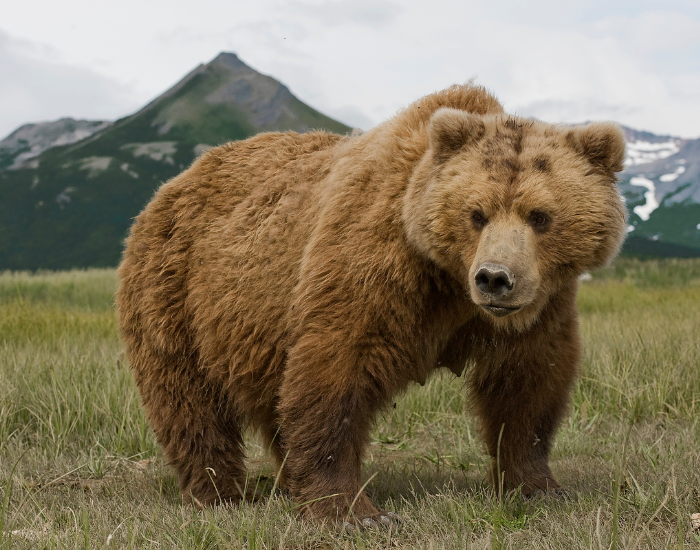 Animals of the Mongolian Gobi Desert — Wildlife Nomads