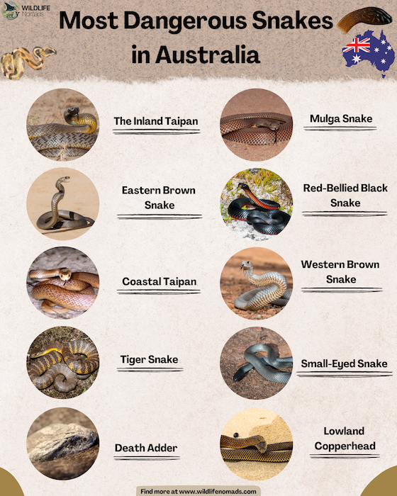 Australia's Most Dangerous Snakes — Wildlife Nomads
