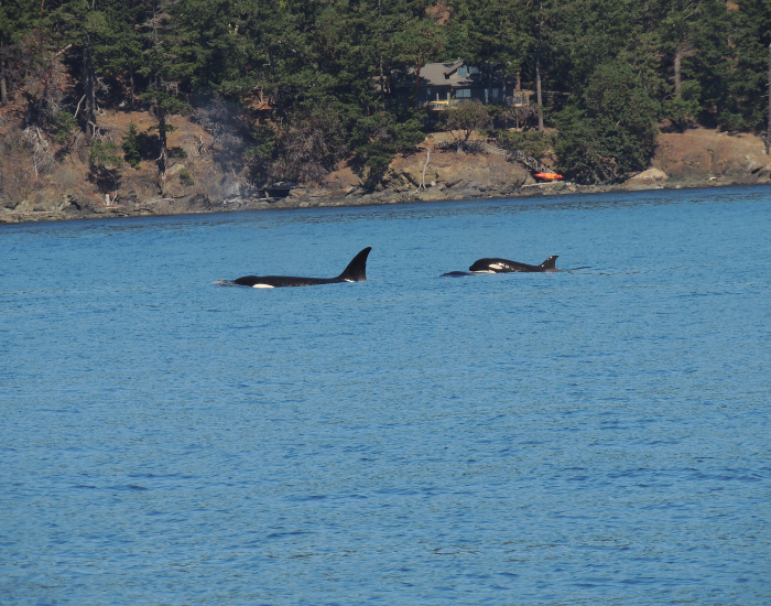 Best Places to See Killer Whales in the Wild: Top 12 — Wildlife Nomads