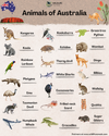 Animals Native to Australia: A Guide to its Unique Wildlife — Wildlife ...