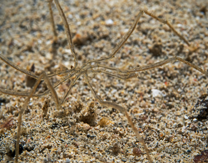 Sea Spiders: 10 Fascinating Facts and More — Wildlife Nomads