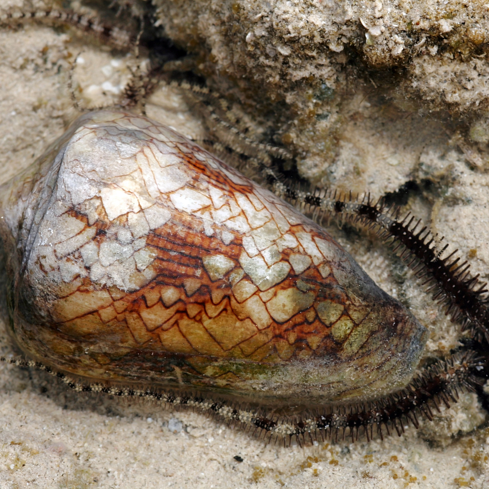 Top 5 Toxic Animals: Nature’s Deadliest Creatures — Wildlife Nomads