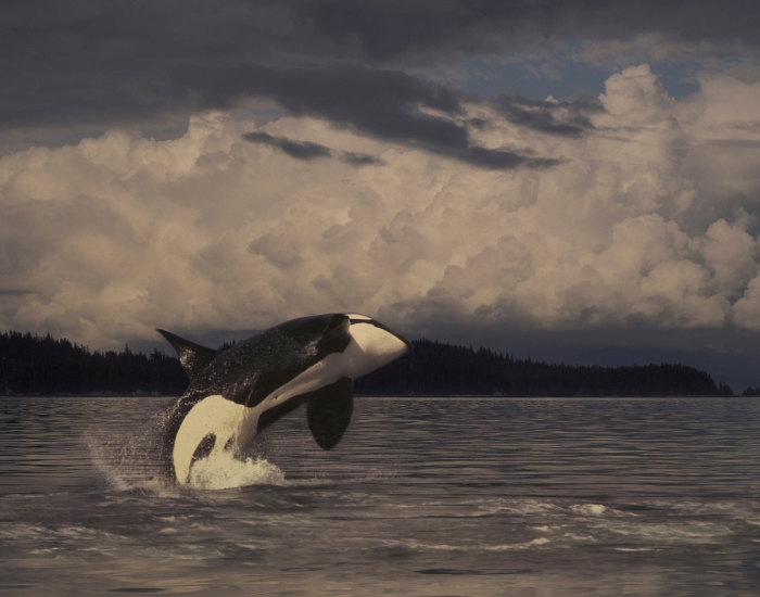 Best Places to See Killer Whales in the Wild: Top 12 — Wildlife Nomads